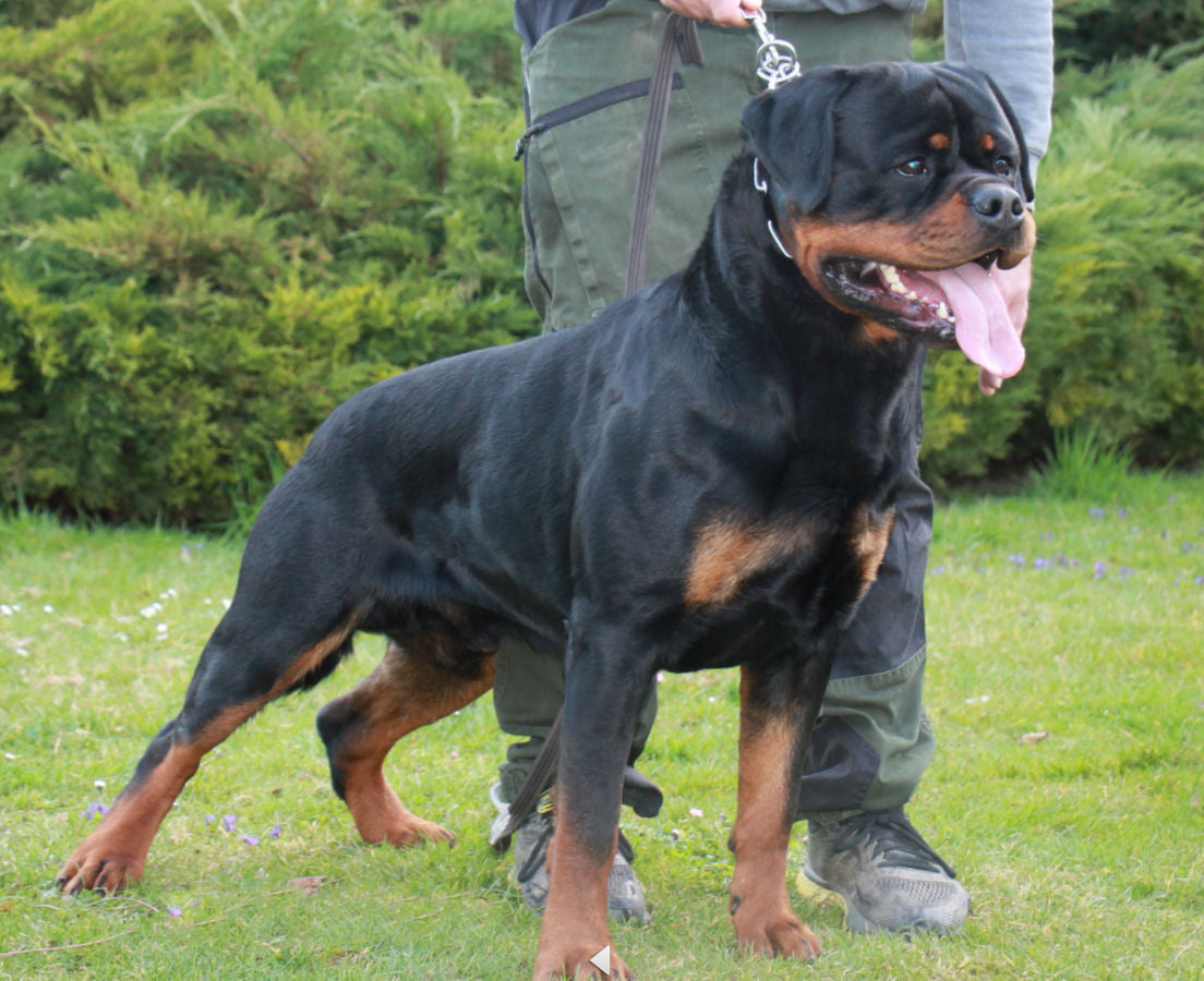 Rudi vom Hause Neubrand III – Rottie Squad Kennel