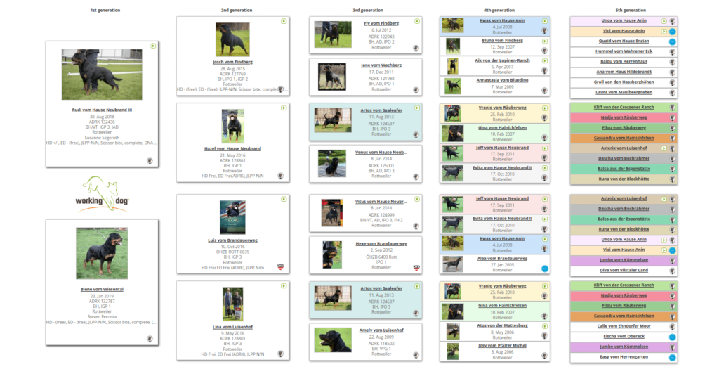 Rottweiler Rescue – Rottie Squad Kennel