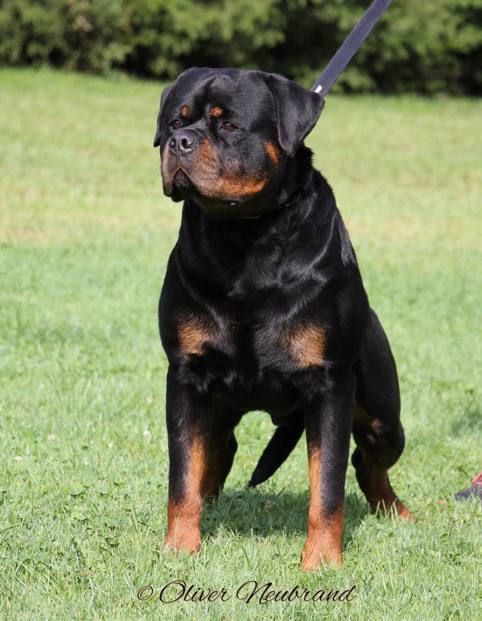 Copper Ridge’s Bailey von der Smith – Rottie Squad Kennel